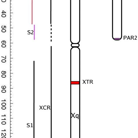 Schematic Representation Of Human Sex Chromosomes The Evolutionary