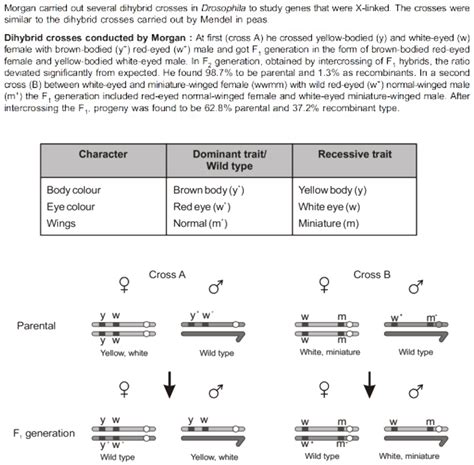 Linkage And Recombination Of Drosophila Explanation Of The Diagram