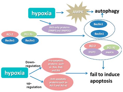 Conditions Of Hypoxia In Cells