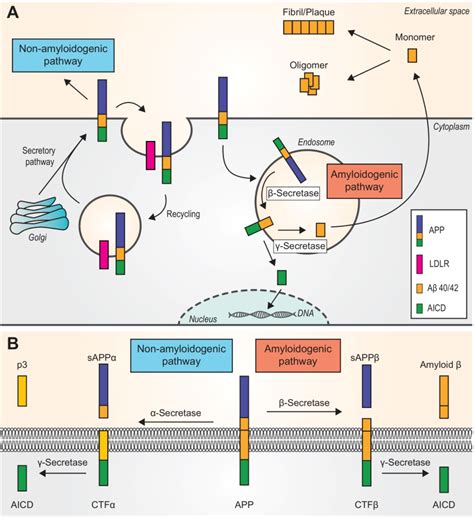 Alzheimers Disease Amyloid Based Pathogenesis And Potential Therapies