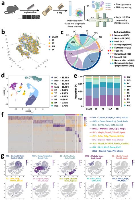 Overview Of Cell Heterogeneity In Bone Marrow Three Days After