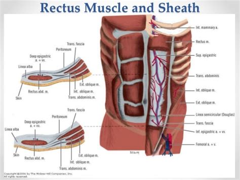Surgical Anatomy Of Anterior Abdominal Wall