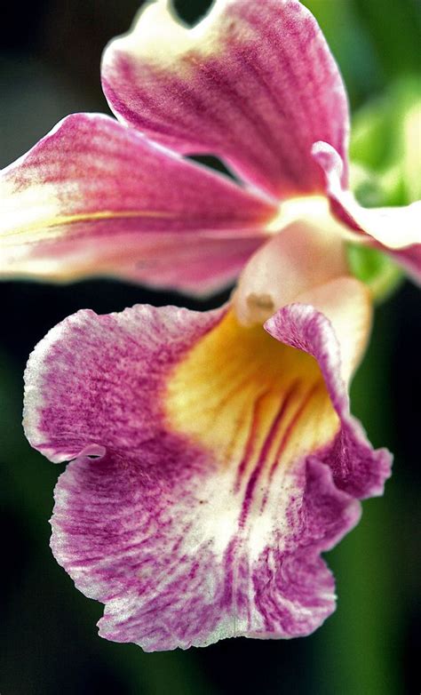 Orchid Orchids Delray Beach Delray
