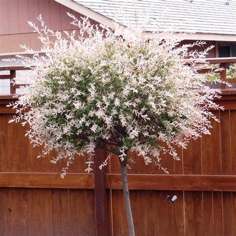 Salix Integra Hakuro Nishiki Dwarf Flamingo Willow Trees