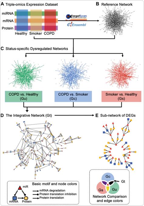 Frontiers Mirna Mrna Protein Dysregulated Network In Copd In Women