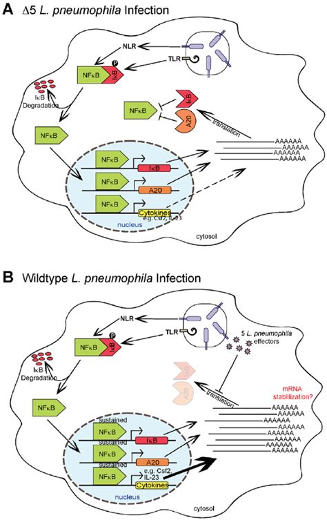 Model Of Nf K B Activation And Superinduction By Translation