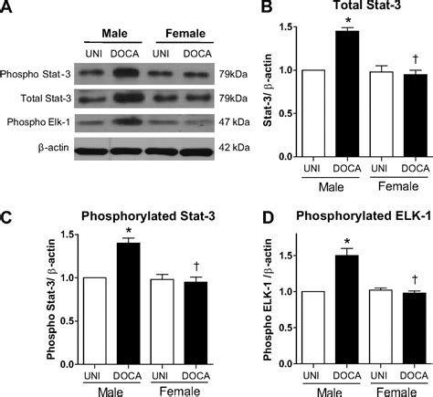 extracellular signal regulated kinase 1 2 activation via