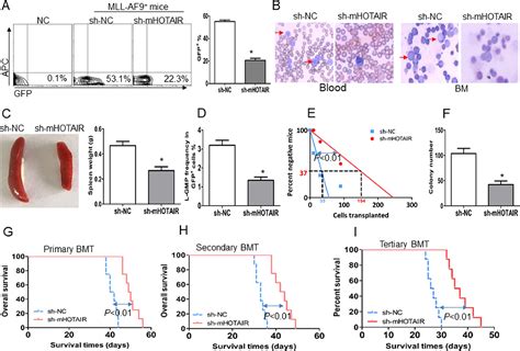 Long Noncoding Rna Hotair Promotes The Self Renewal Of Leukemia Stem