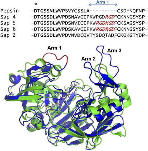 Presence Of Integrin Binding Motifs On C Albicans Saps 4 6 A