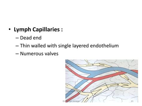 Lymphatic System And Cervical Lymph Nodes By Dr Ashish Jaiswal Ppt
