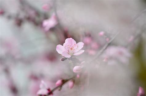 Fond Décran Japon Branche Fleur De Cerisier Nikon Rose