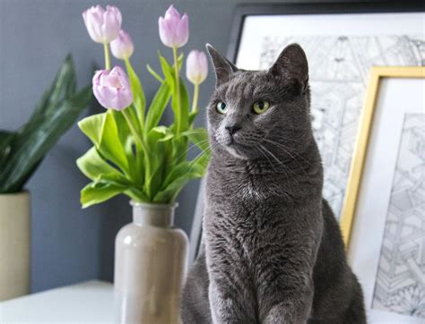 【2023年】人気な猫の名前・猫腫ランキング最新版！