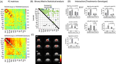 a resting state functional connection fc based correlation matrices