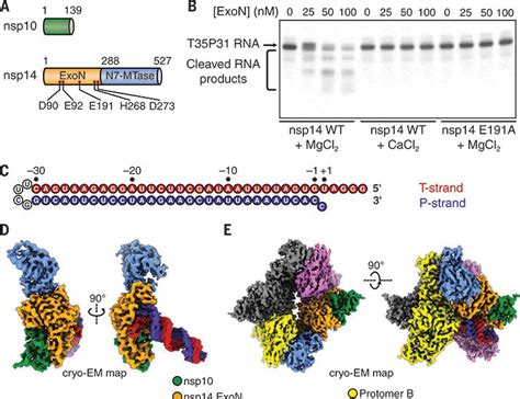 Structural Basis Of Mismatch Recognition By A Sars Cov 2 Proofreading