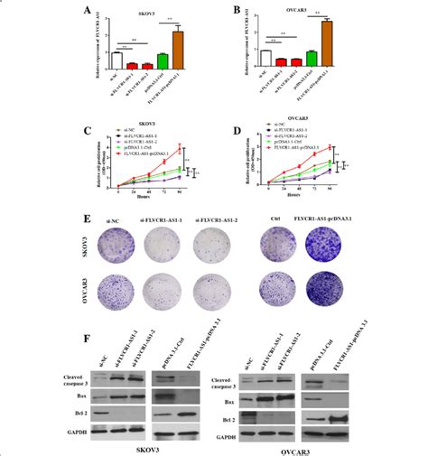 Flvcr1 As1 Promoted Cell Proliferation And Inhibited Cell Apoptosis
