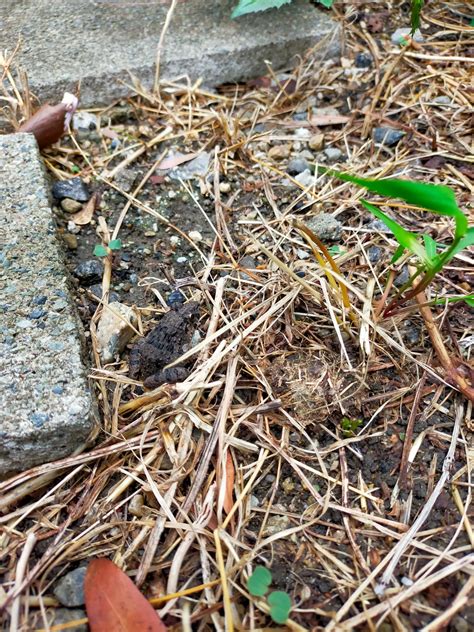 庭に遊びにくる生き物ーかえるー ブログ 大阪でエクステリアならaonosumika