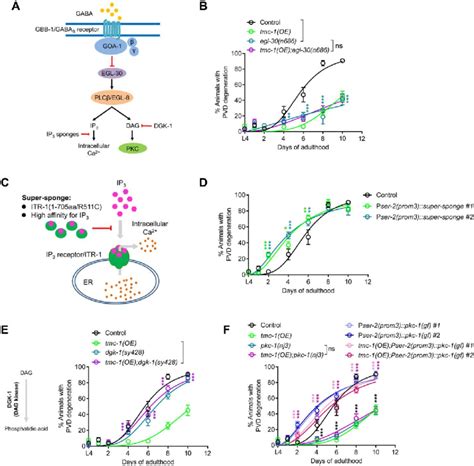 the plcβ dag pkc pathway functions at the downstream of tmc 1 gaba