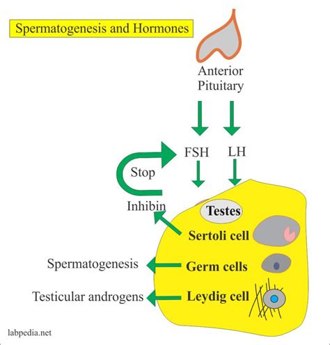 Testosterone Total And Free Testosterone