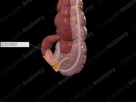 Vermiform Appendix Complete Anatomy