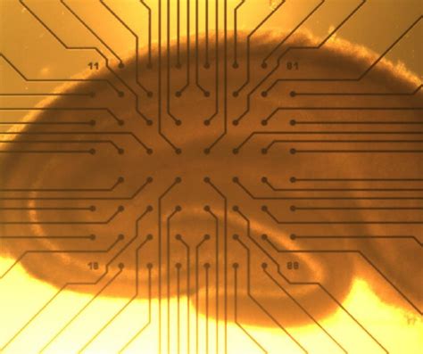 mea recordings for lead selection and optimization neuroservice blog