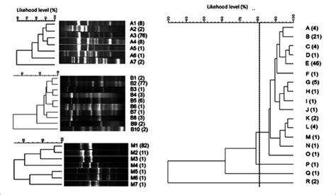 Cluster Analysis Of The Electrophoretic Patterns Obtained With Three