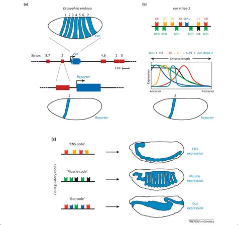Deciphering The Transcriptional Cis Regulatory Code Trends In Genetics