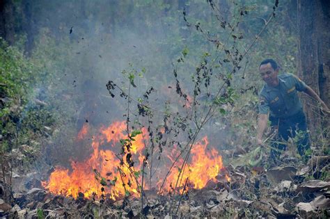 Kebakaran Hutan Termasuk Jenis Bencana Homecare24