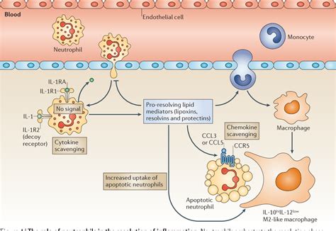Neutrophils In The Activation And Regulation Of Innate And Adaptive