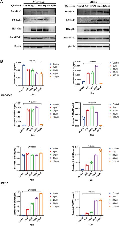 A Effect Of Que On Protein Levels Of Ifnγ R P Jak2 P Stat1 And Pd L1