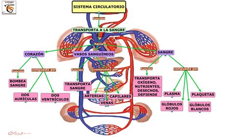 Sistema Circulatorio