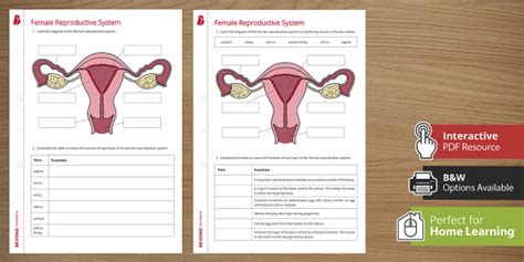 Female Reproductive System Worksheet Beyond Secondary