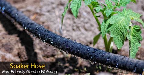 Soaker Hose What Are They How To Use A Drip Hose In The Garden