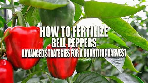 How To Fertilize Bell Peppers Advanced Strategies For A Bountiful