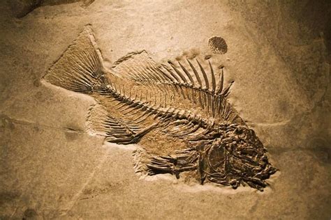 Different Types Of Fossils
