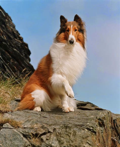 Da Lassie ~ Ainda Sou Do Tempo