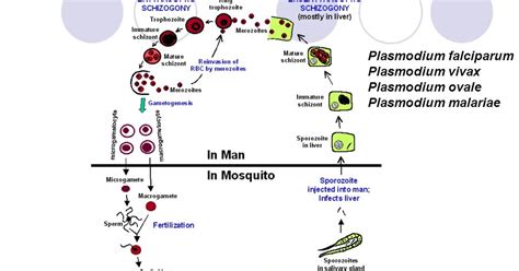 Lecture Notes In Medical Technology Lecture 16 Class Sporozoa