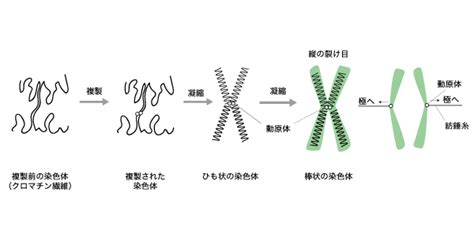 染色体の構造と数を覚えよう【遺伝子の担い手としての染色体】｜高校生向け受験応援メディア「受験のミカタ」