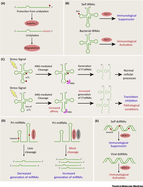 Small Rna Modifications Integral To Function And Disease Trends In