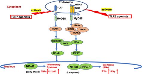 Toll Like Receptors 7 8 Mediated Downstream Signaling Pathways Tlrs