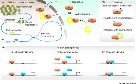 Combinatorial Transcriptional Control Of Plant Specialized Metabolism
