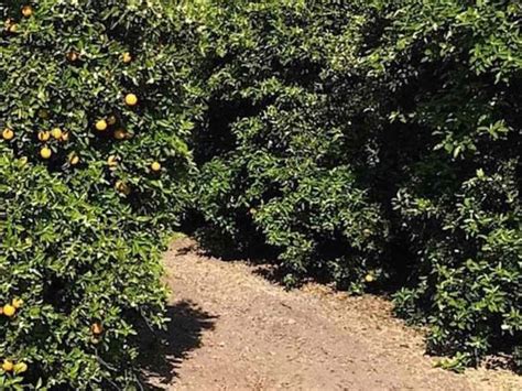 Se Desploma Producción De Cítricos En Más Del 20