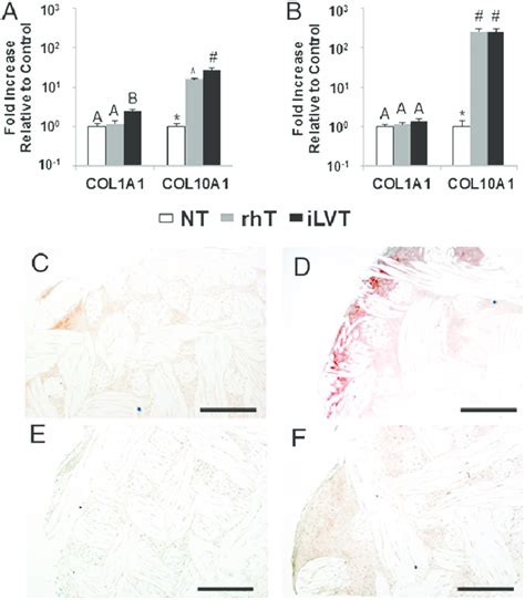 A And B Relative Expression Levels Of The Type I Chains Of Collagens