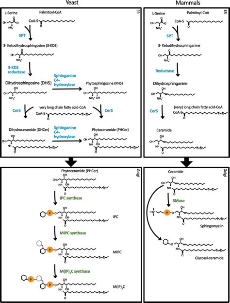 Overview Of Sphingolipid Metabolism A Schematic Representation Of The