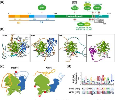 Figure 1 From The Yeast Protein Kinase Sch9 Functions As A Central