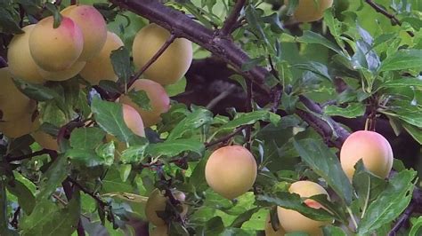Yellow Plum Trees
