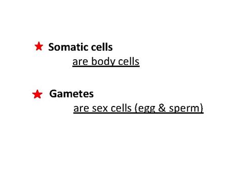 Cell Types Chromosomes Somatic Cells Are Body Cells