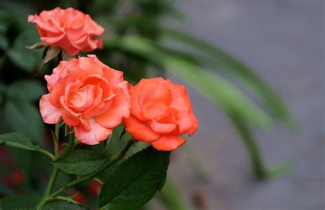 Top 30 Hình ảnh Hoa Hồng Tỉ Muội Thể Hiện Tình Cảm Chị Em Thân Thiết