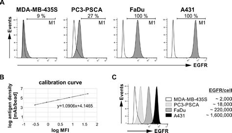 Egfr Expression On Different Human Tumor Cell Lines Analysis Of Cell