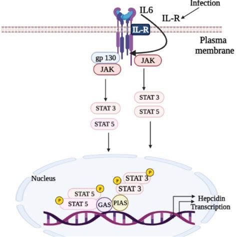 Several Regulatory Pathways Including Jak Stat In Hepcidin