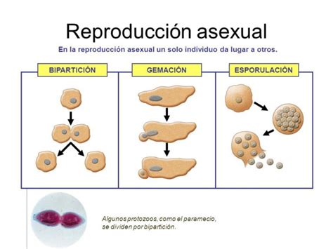 Diferencias Entre Reproducción Sexual Y Asexual Cuadros Comparativos